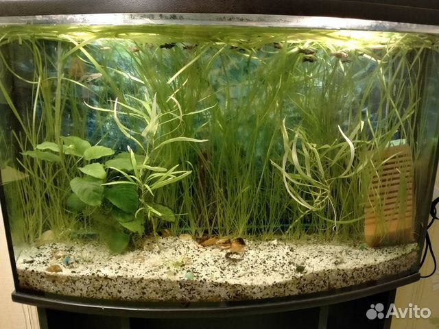 Аквариум панорамный с тумбой и оборудованием