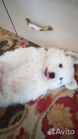 Джек рассел терьер и шпиц