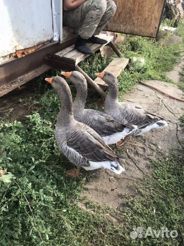 Продам гусей