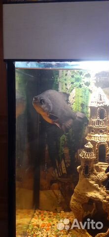 Продаю две Пираньи Паку