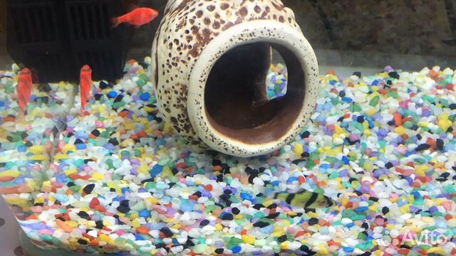 Барбус glofish