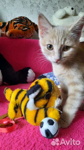 Котёнок палевая девочка в надёжные руки