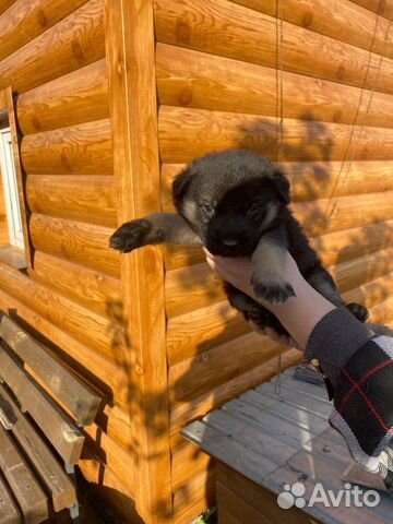 Немецкая овчарка