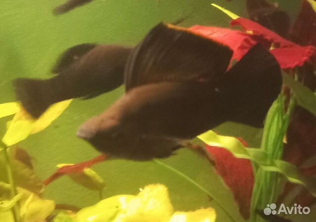 Пецилии и Велифера