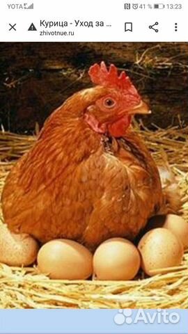 Курицы несушки 4 шт, 1,5 года
