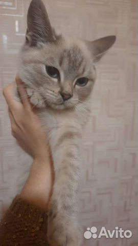 Сиамская кошечка