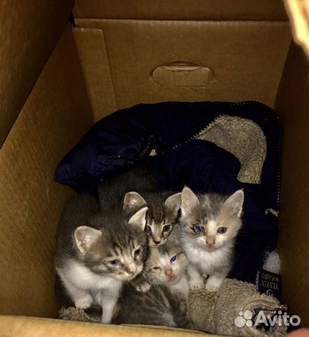Заберите котят 1 мальчик 4 девочки (2м.)