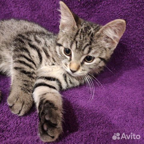 Маленькая радость