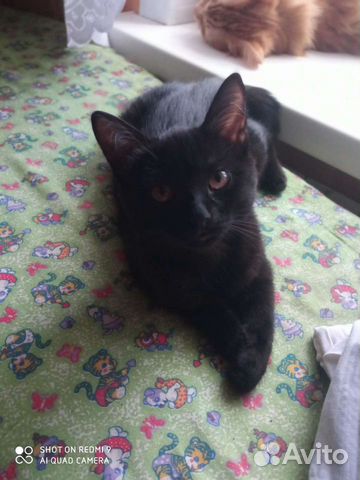 Кошка в дар