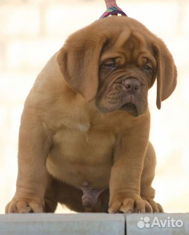 Бордоский дог - мальчик 2,5 месяца