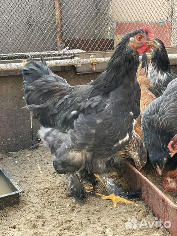 Молодые петухи