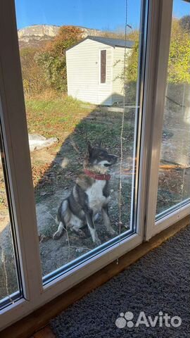 Ищем дом для классного пса