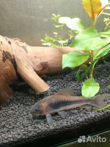 Сомик Коридорас золотистый