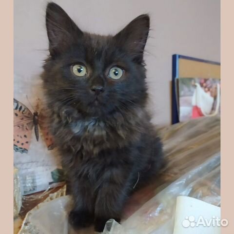 Котенок девочка