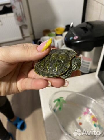 Красноухая черепаха бесплатно