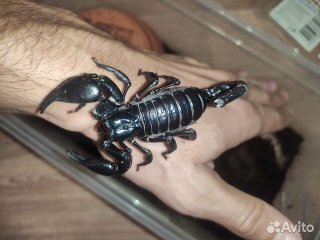 Скорпион Heterometrus spinifer самка