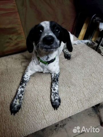 Найдена собака,хозяин отзовись