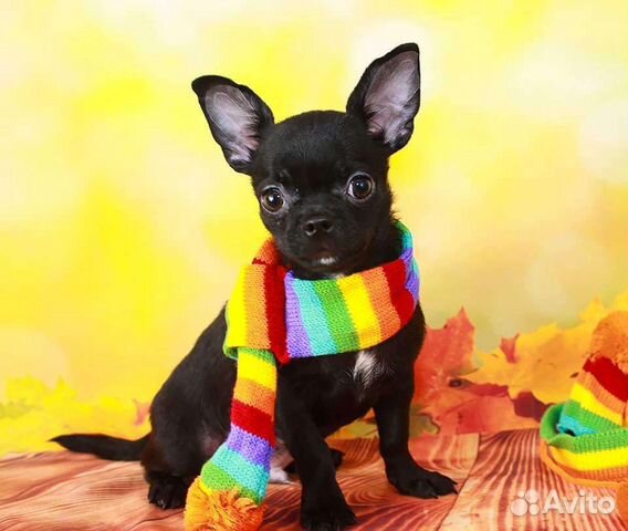 Брутальный черныш