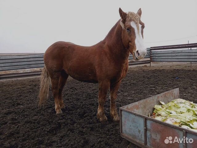 Жеребец русский тяжеловоз