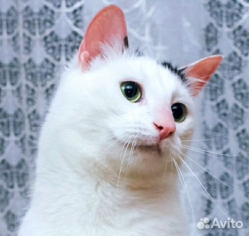 Очень ласковый и умный кот