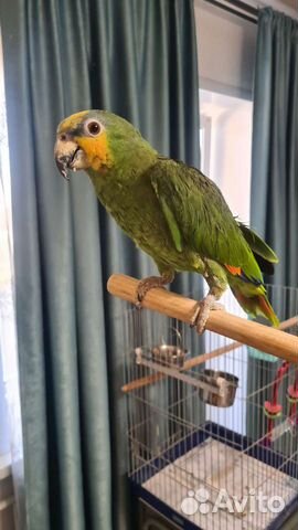 Попугай Венесуэльский амазон