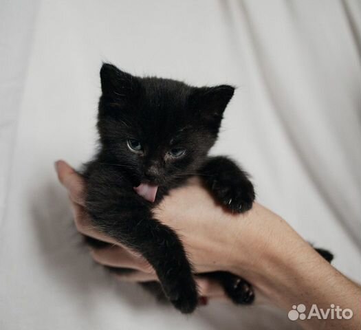 Котенок Фил в добрые руки