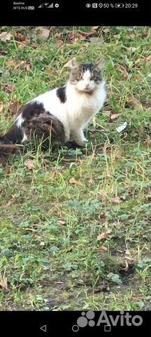 Котик на улице