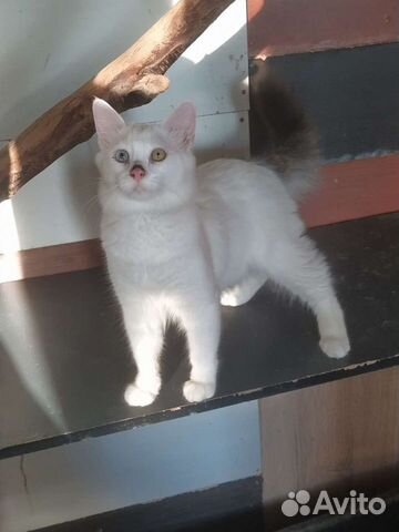 Отдаются за символическую плату котенок породы Тур