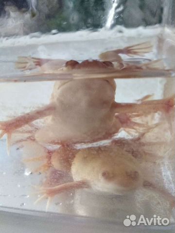 Шпорцевая лягушка