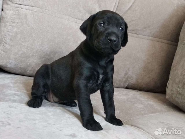 Щенки курцхаара