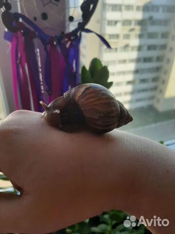 Улитки ахатины