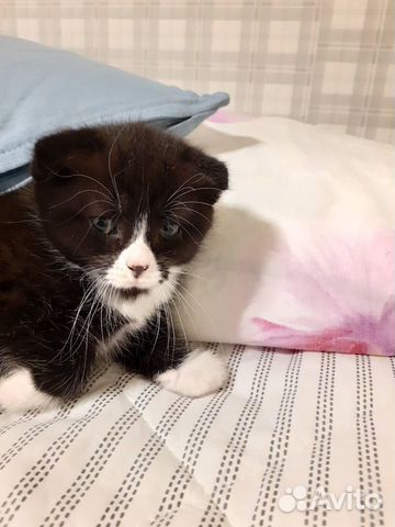 Котёнок хорошим людям