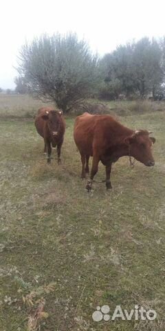 Тёлки стельные, Красной степной породы
