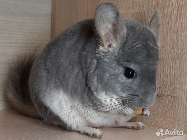Шиншилла фиолет нс, на