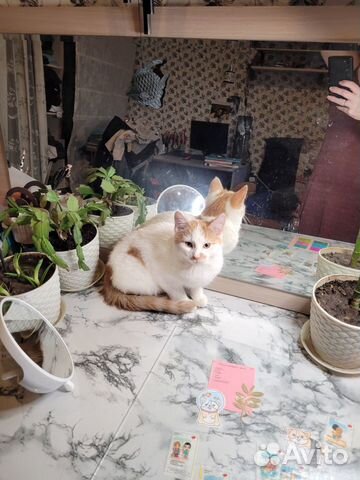 Плюшевый котенок девочка