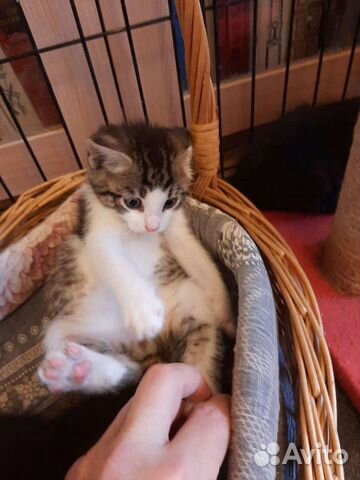 Котенок Карасик в добрые руки