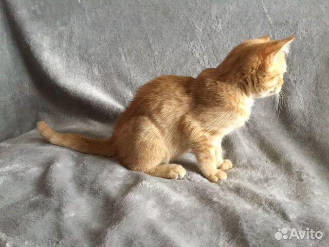 Британские котята