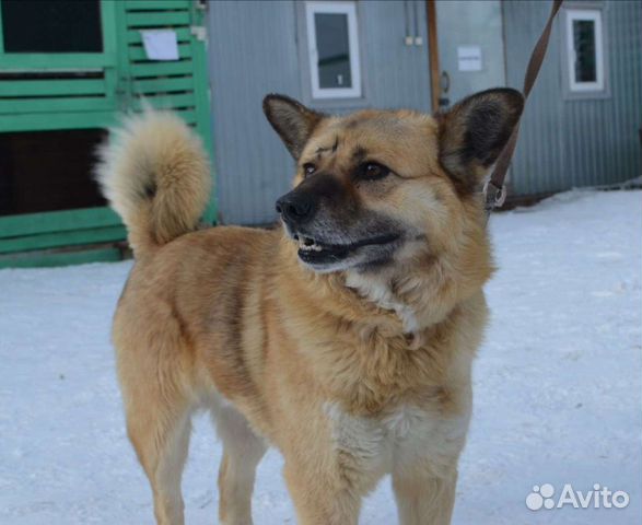 Толик ищет дом