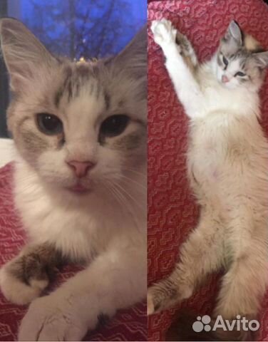 Кошка очень хорошая