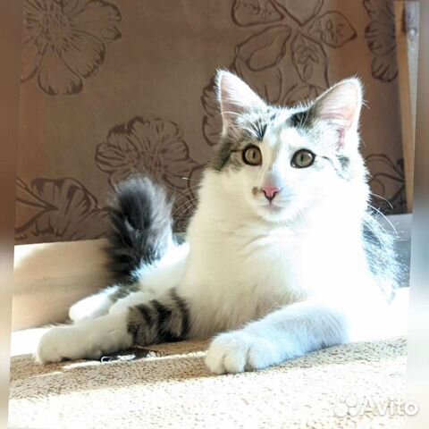 Котята, котёнок фенотип сибирской в дар