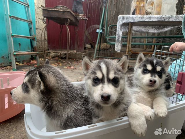 Шенки хаски