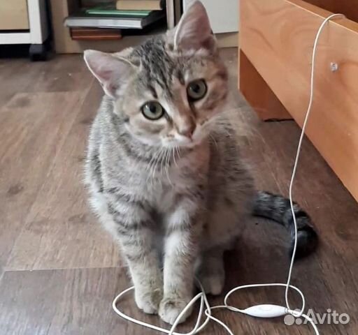 Трехцветный котенок девочка Сонечка ищет дом