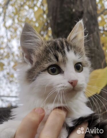 Котята в добрые руки даром