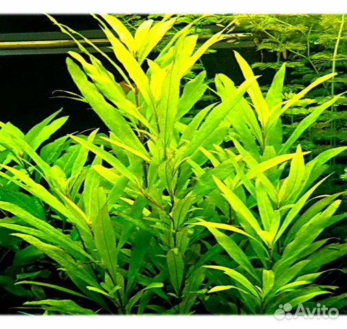 Аквариумные растения