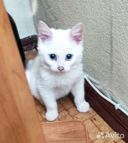 Синеглазый котенок