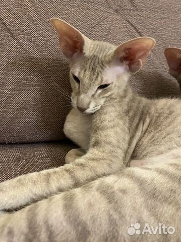 Кошечка брашевая без ограничений