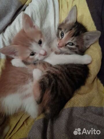 Котята в добрые руки