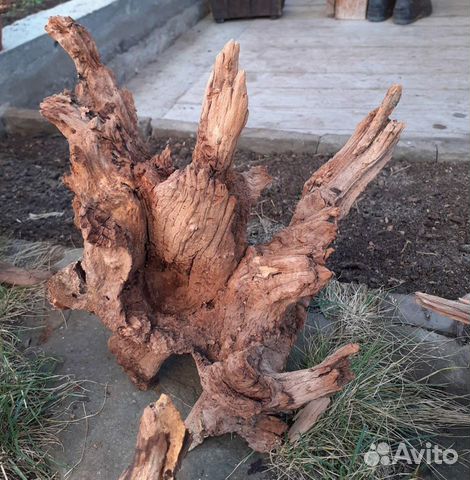 Коряги дуб лоза