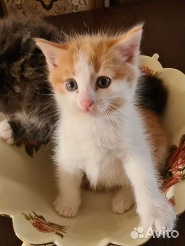 Котята в добрые руки бесплатно
