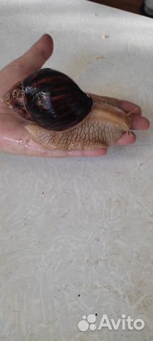 Улитки ахатина иммакулята